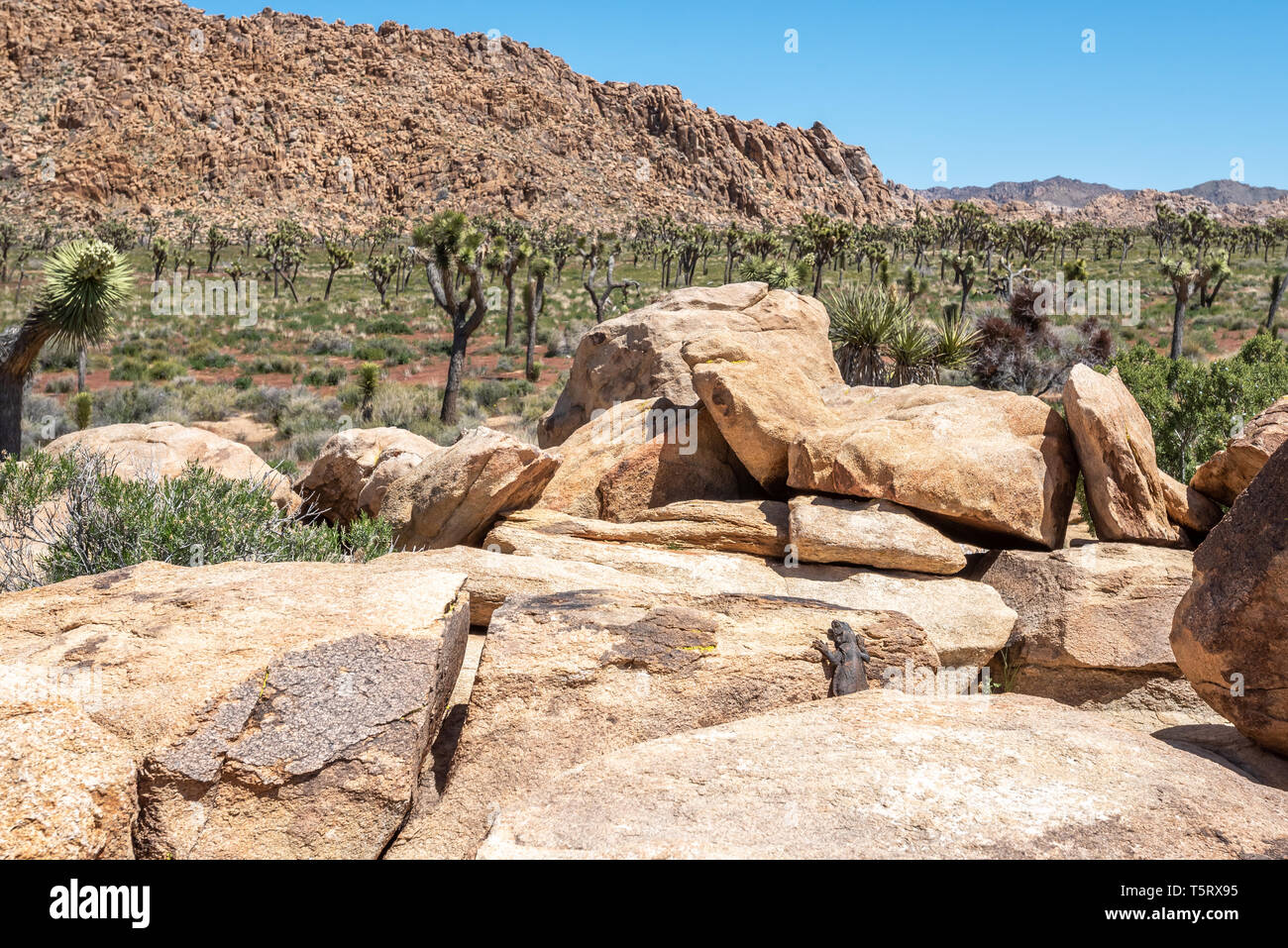 Chuckwalla lizard looking out from between rocks at Joshua Tree ...