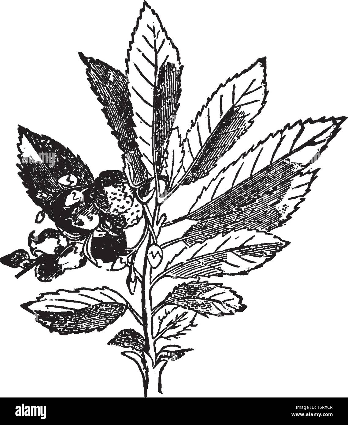 Mayflower line drawing Stock Vector Images - Alamy