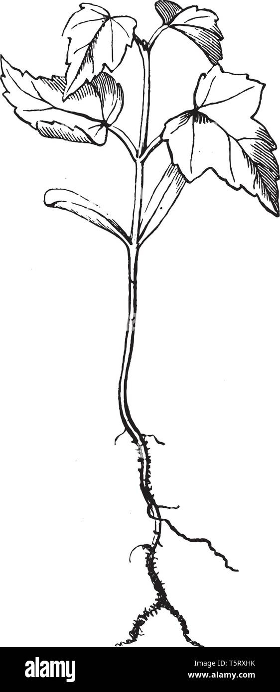 A more advanced seedling of the Red Maple, vintage line drawing or ...