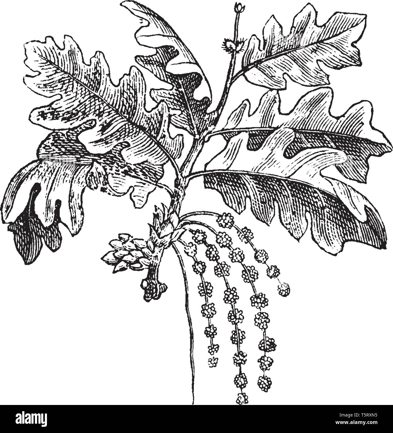 Quercus fagaceae Stock Vector Images - Alamy