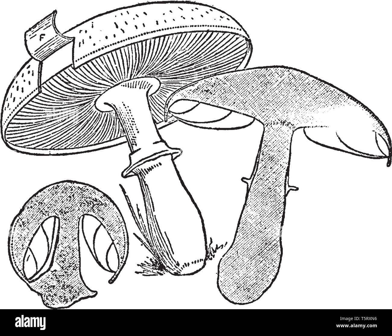 This picture shows mushroom. And the inner part of the mashroom is ...