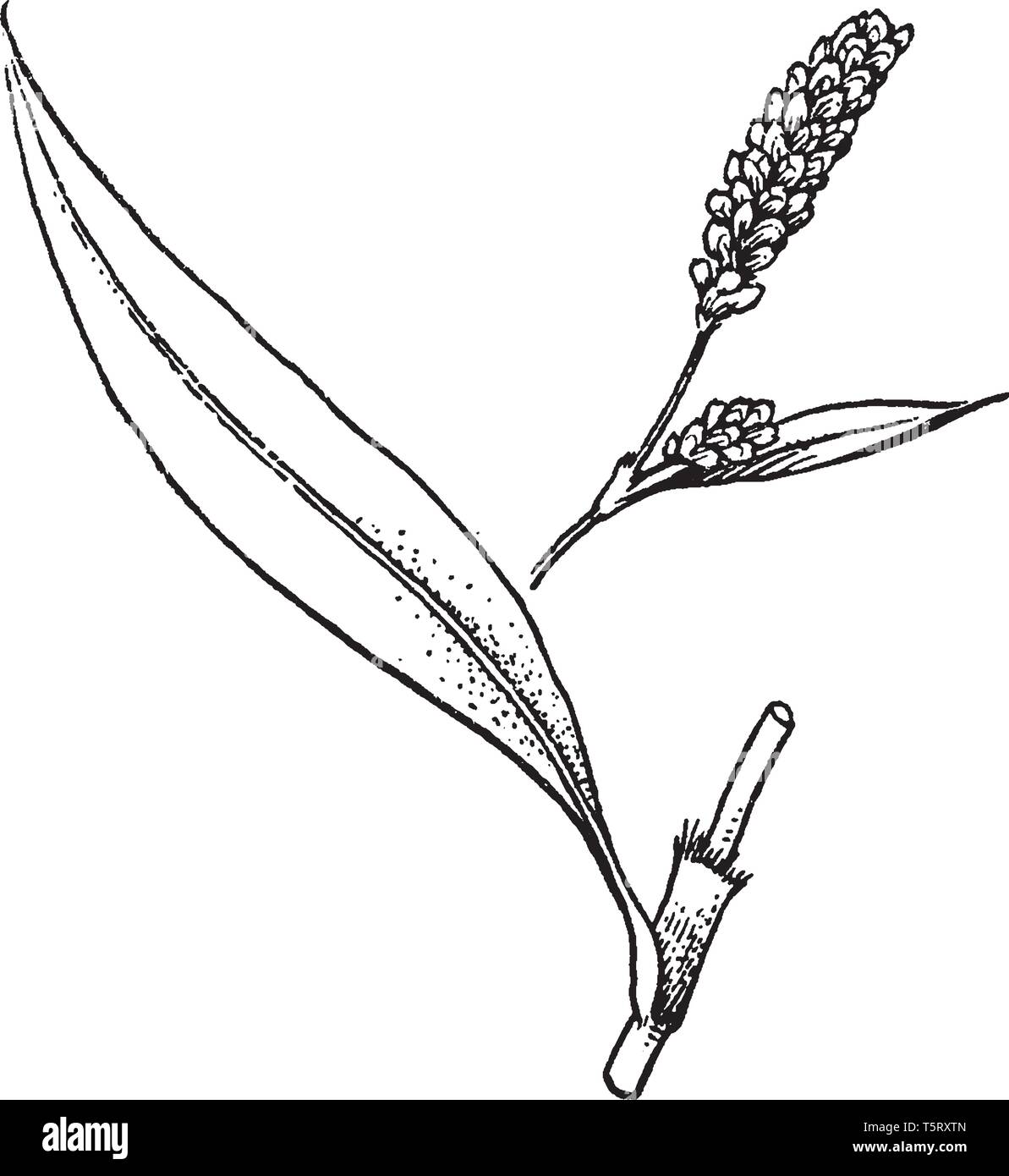 Terminal spikes Stock Vector Images - Alamy