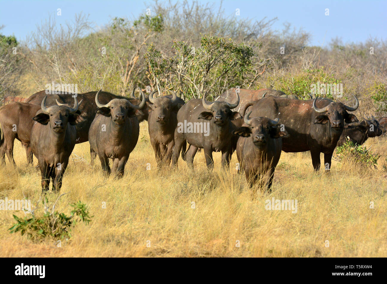 African buffalo, Kaffernbüffel, Syncerus caffer caffer, kafferbivaly ...