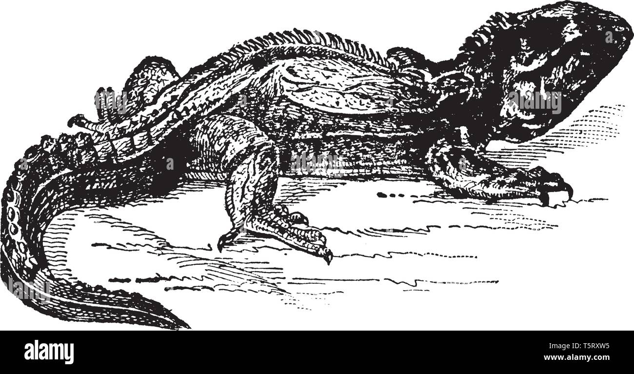 Tuatera is a large lizard from New Zealand and living frogs small ...