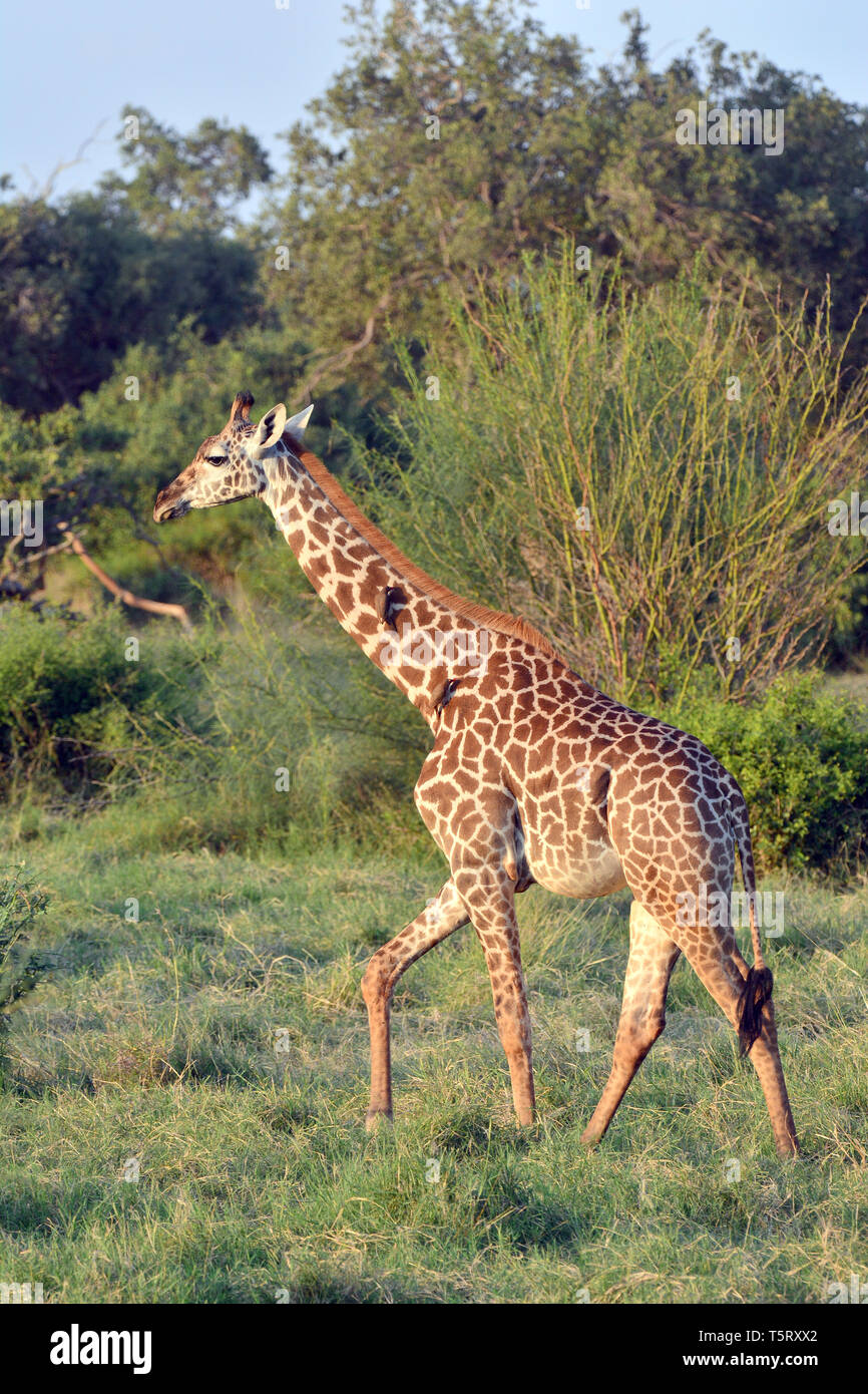 Masai giraffe. Maasai giraffe, Massai-Giraffe, Giraffa camelopardalis ...