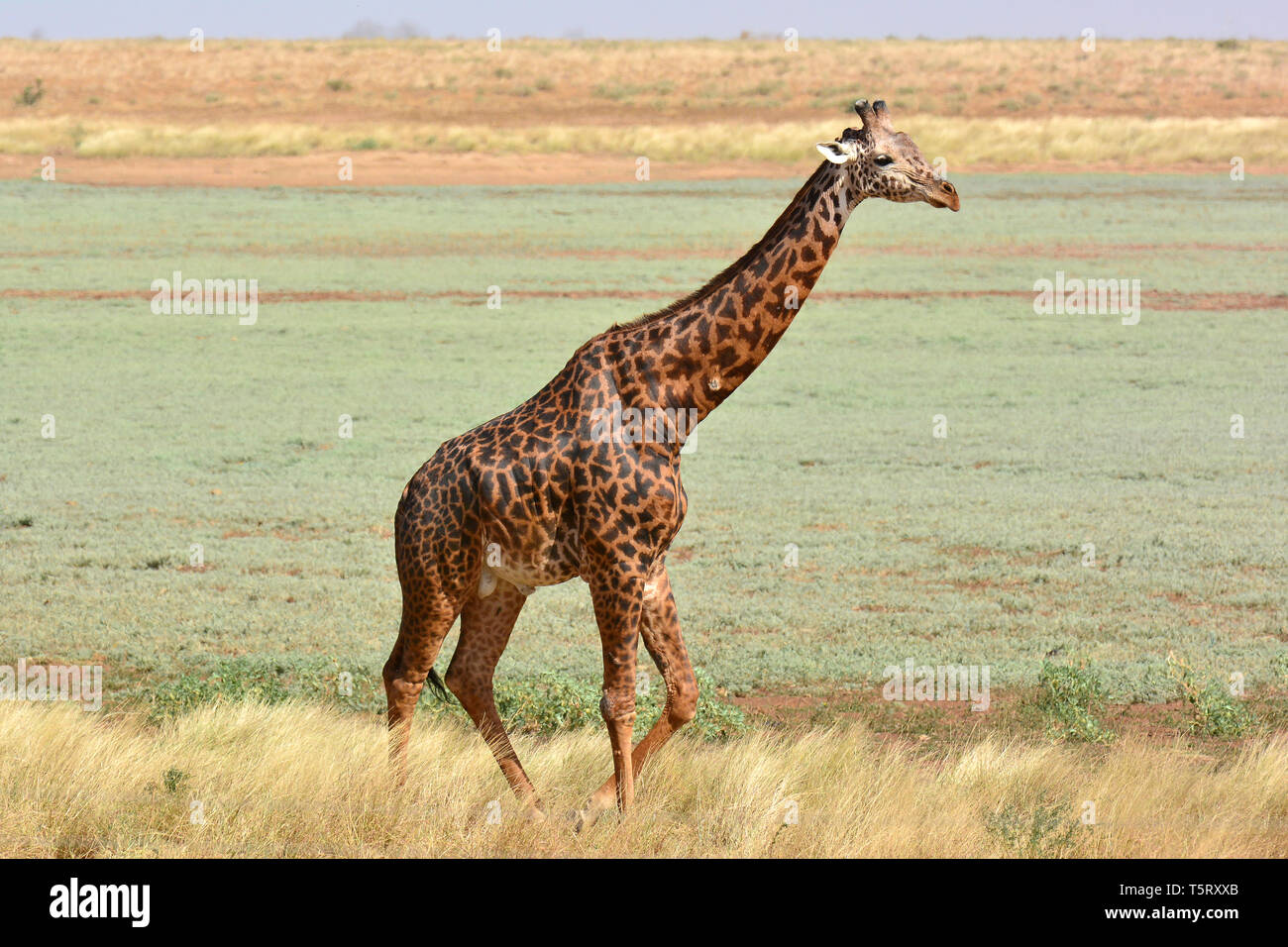 Masai giraffe. Maasai giraffe, Massai-Giraffe, Giraffa camelopardalis ...