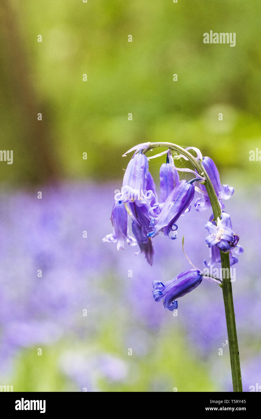 Bluebell in full bloom photographed in macro in St Vincents Wood ...