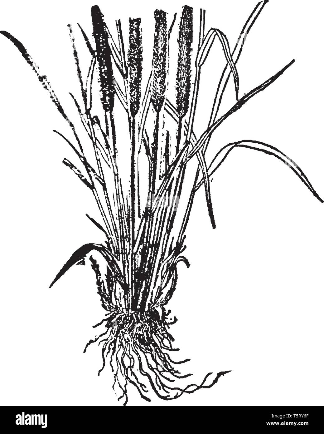 Black white picture lower Stock Vector Images - Alamy