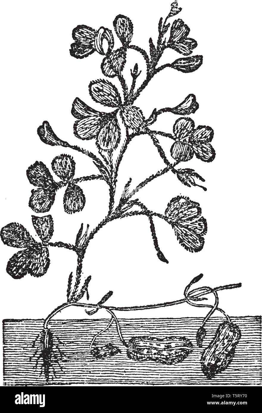 Procumbent Stem Examples
