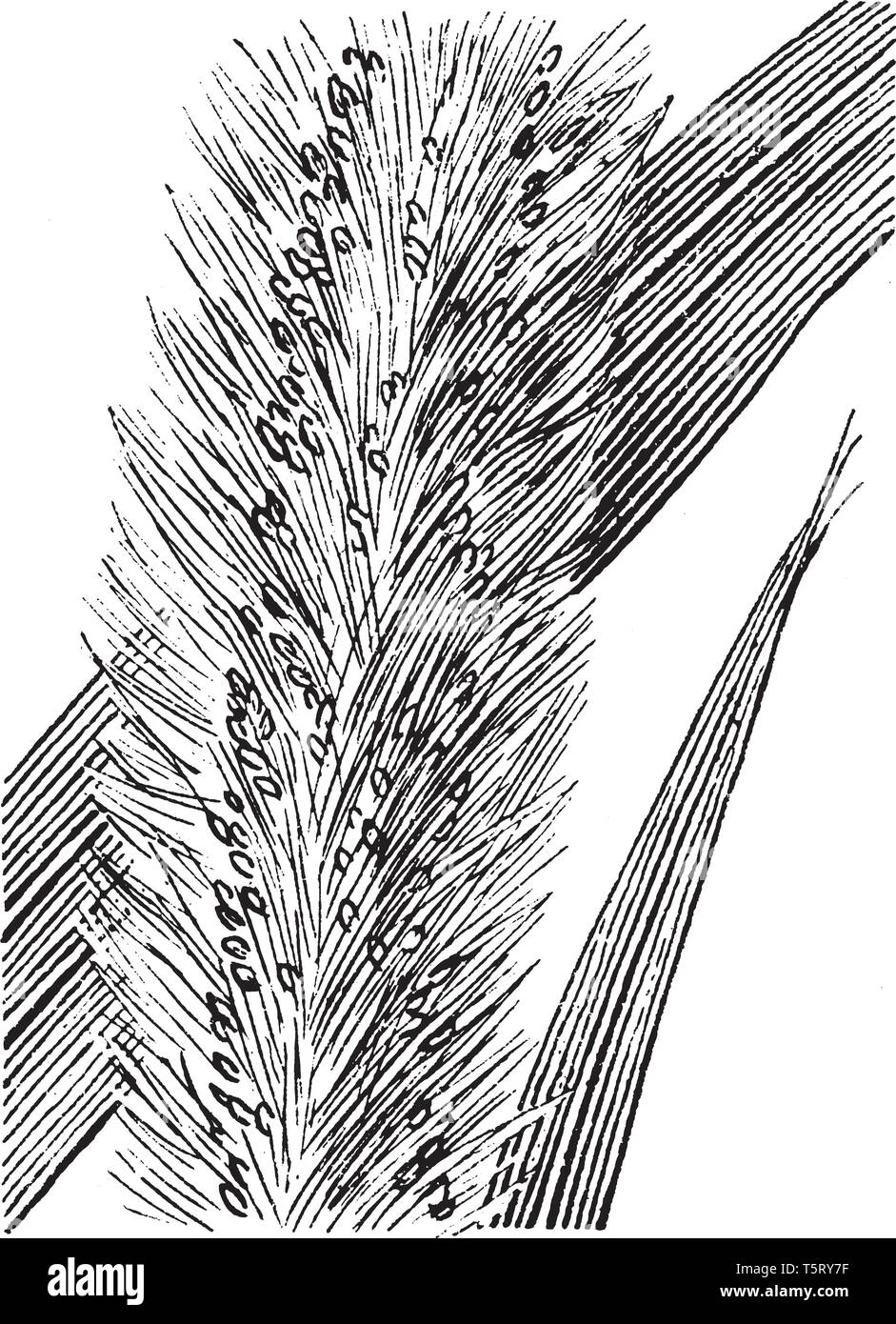 Setaria grass Stock Vector Images - Alamy