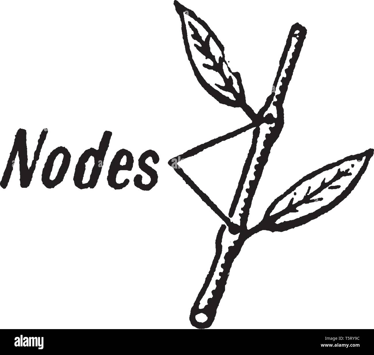 Nodes is the place where leaves grows and also the location of buds ...