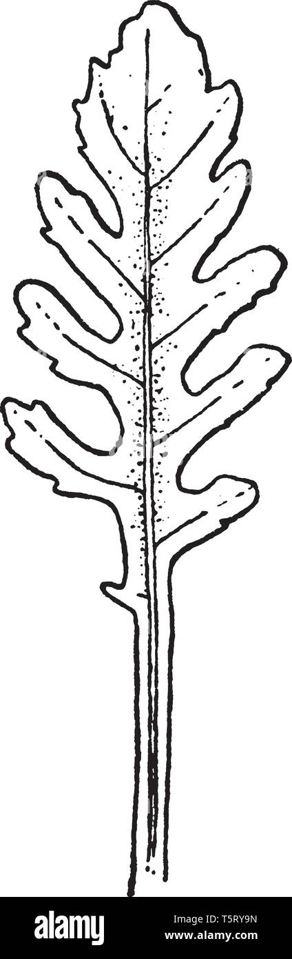 This pictures showing a rorippa leaves. The leaves are up to 30 ...