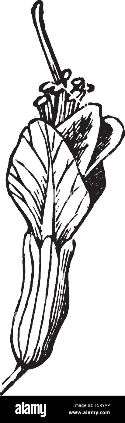 Long white tubular flowers Stock Vector Images - Alamy