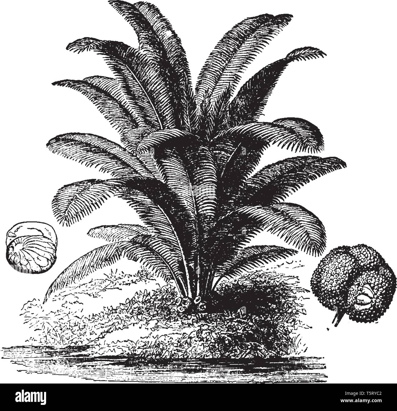 In this picture are the palm trees that produce a seed for the plant is ...