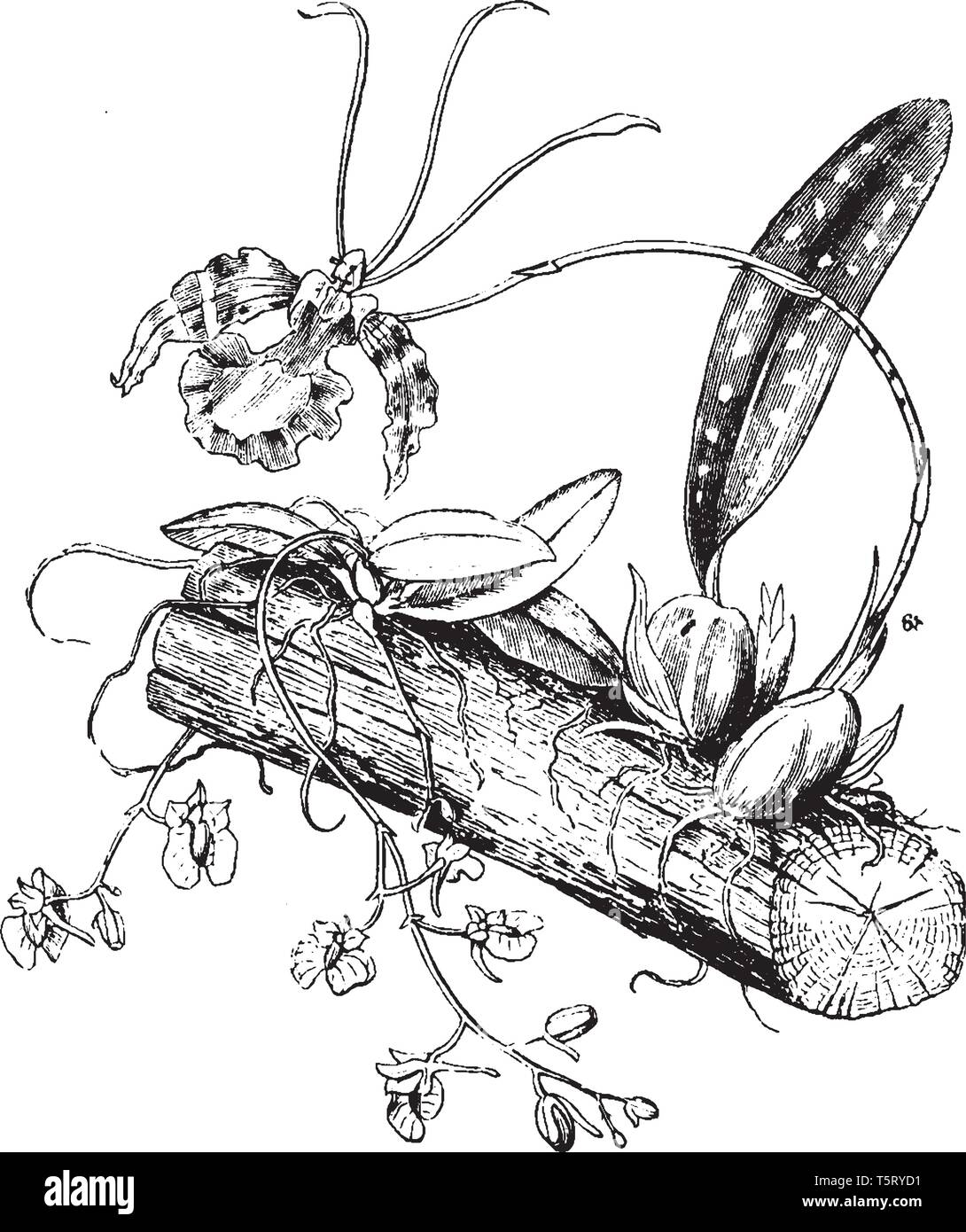 Native roots Stock Vector Images - Alamy