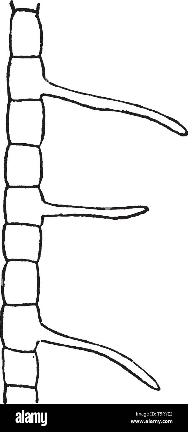 Water hair Stock Vector Images - Alamy