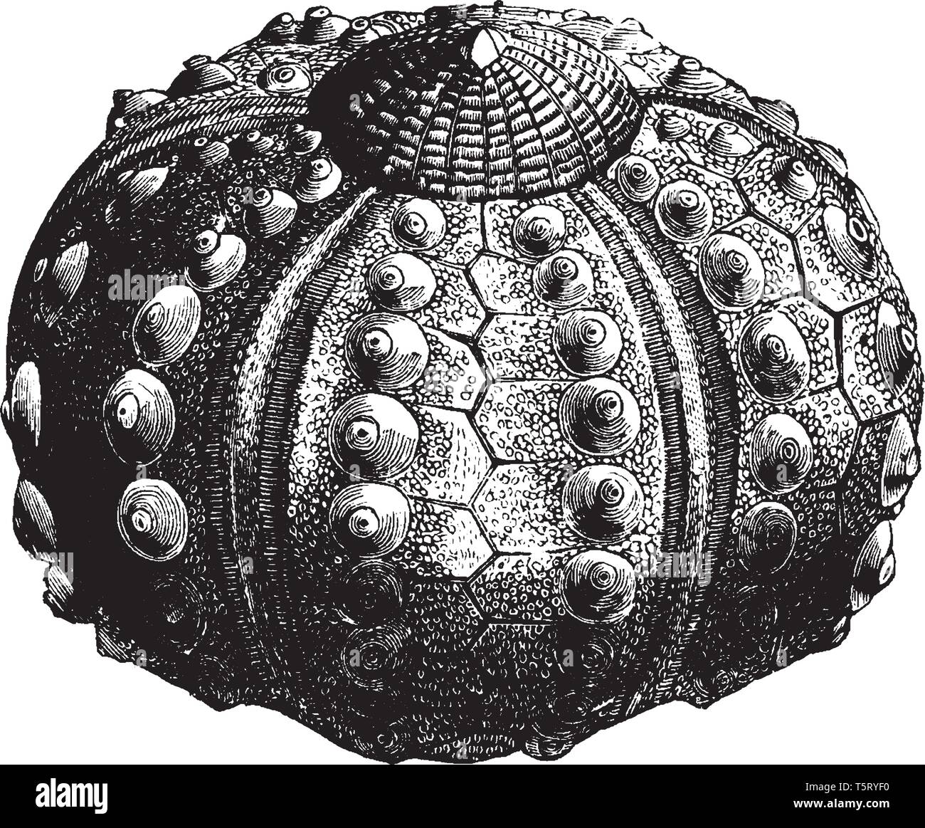 Sea Urchin Shell Drawing