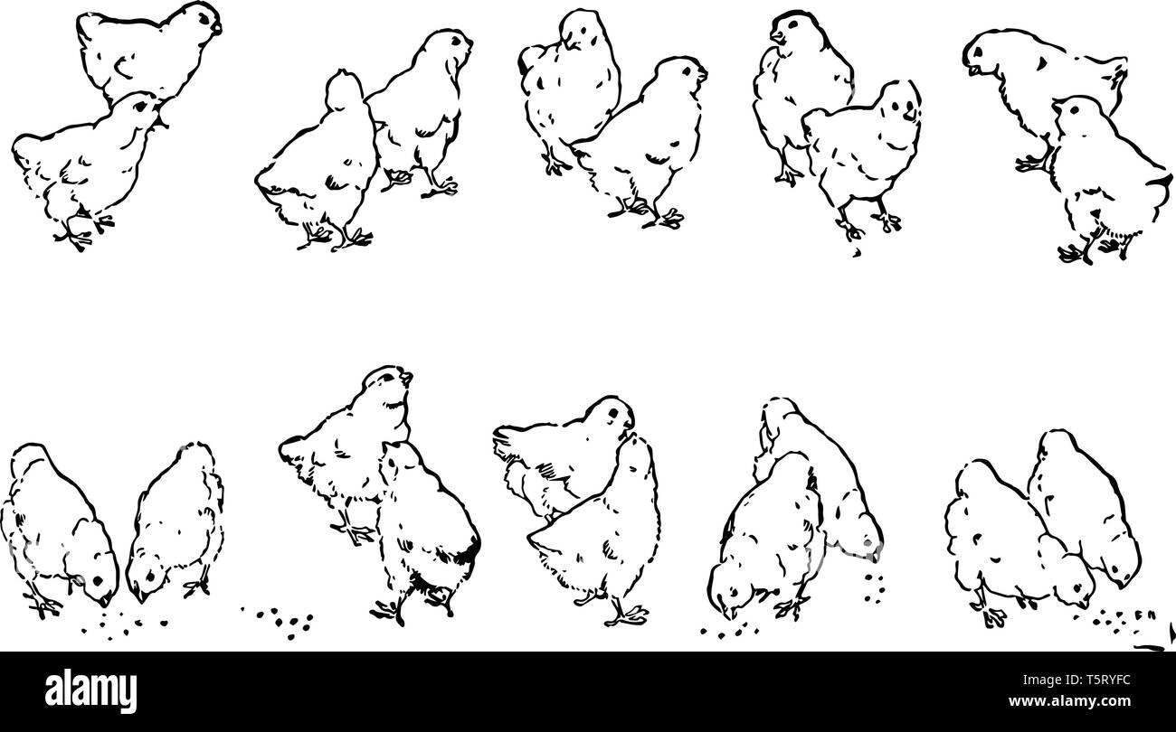 A picture showing twenty chicks. 10 groups of chicks are shown with 2 ...