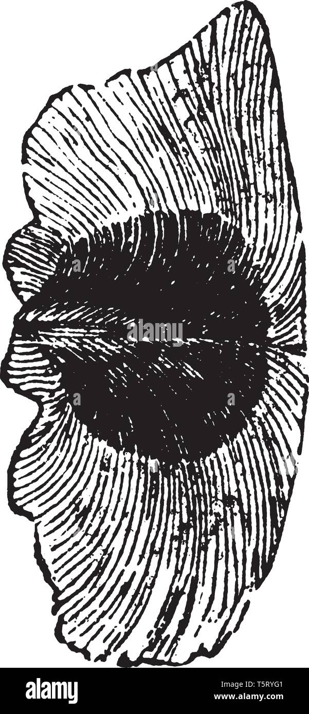 Winged seed Stock Vector Images - Alamy