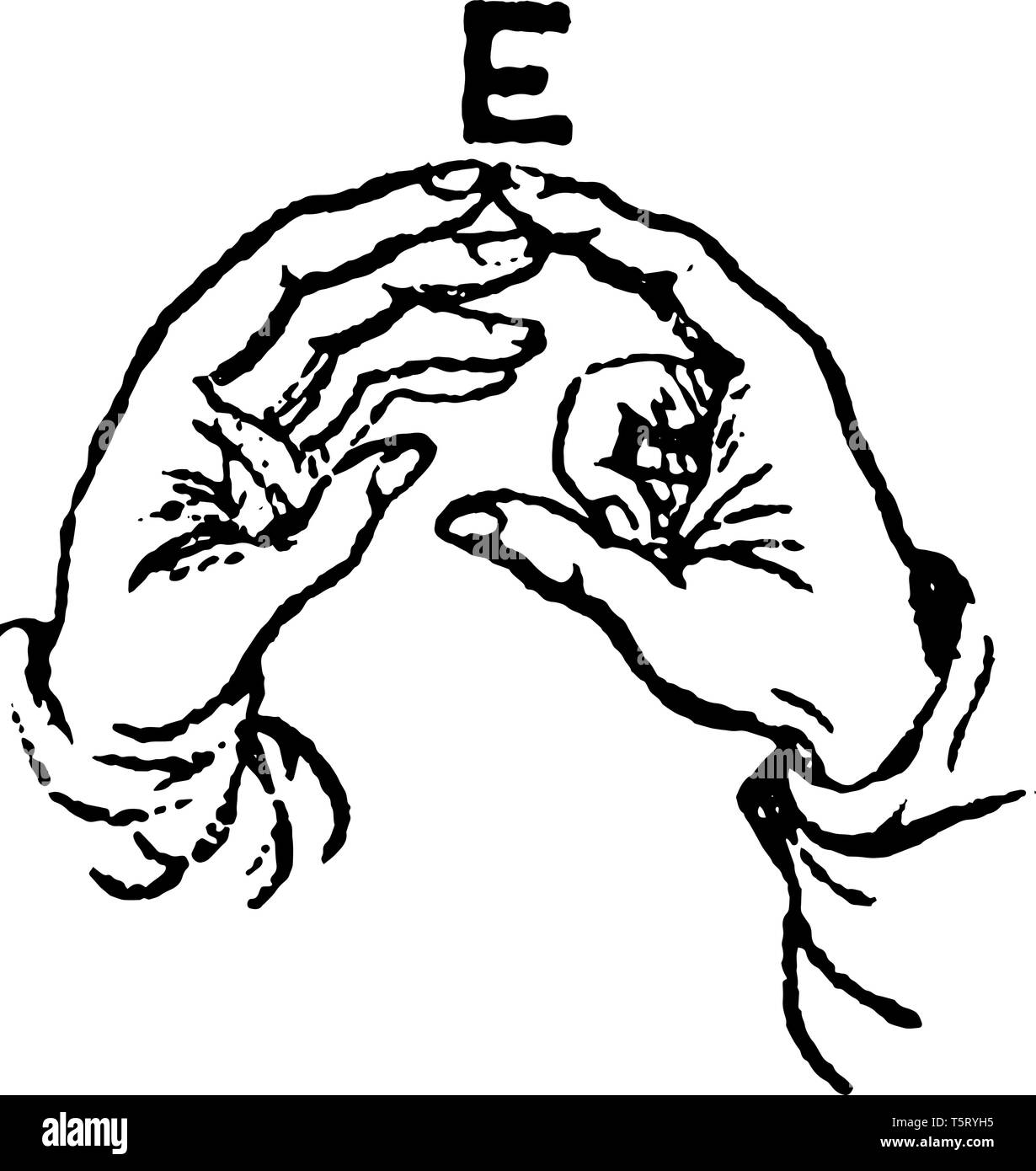 This image shows the two-hand sign for E, vintage line drawing or ...