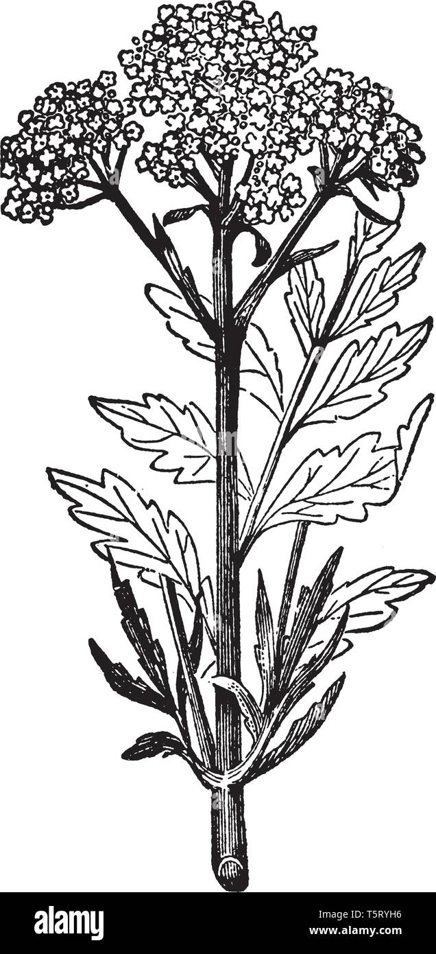 It is beautiful flowering plant, lots of small flower, vintage line ...