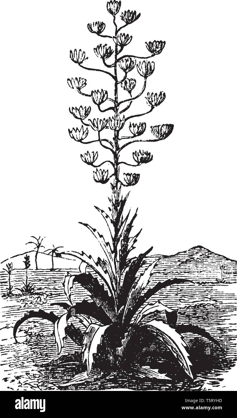 A picture showing the plant of Pita which is a strong and silky cactus ...