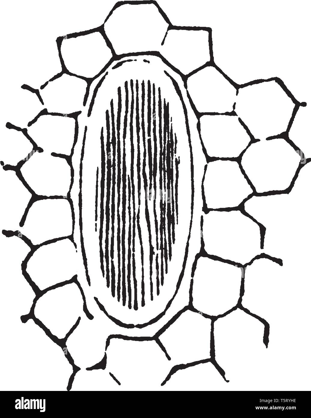 A picture showing the cells of the Rafides is contained in a large cell ...