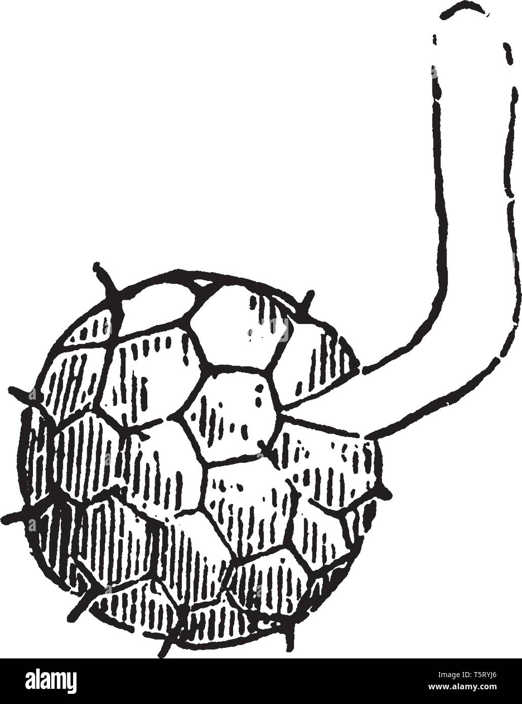 An image of tilletia. This image shows a germinating spore, vintage ...