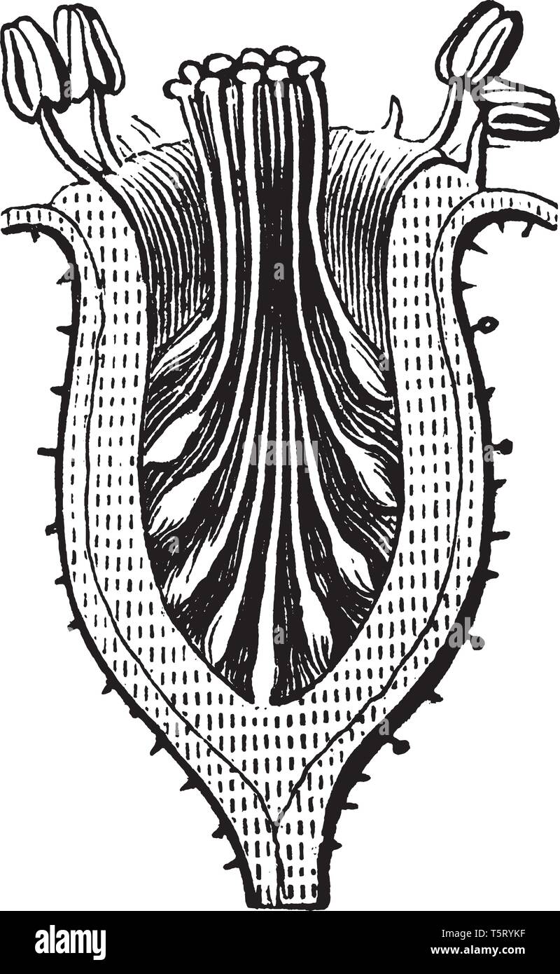 A picture, that's showing a half rose hip. The inside of the rose hip ...
