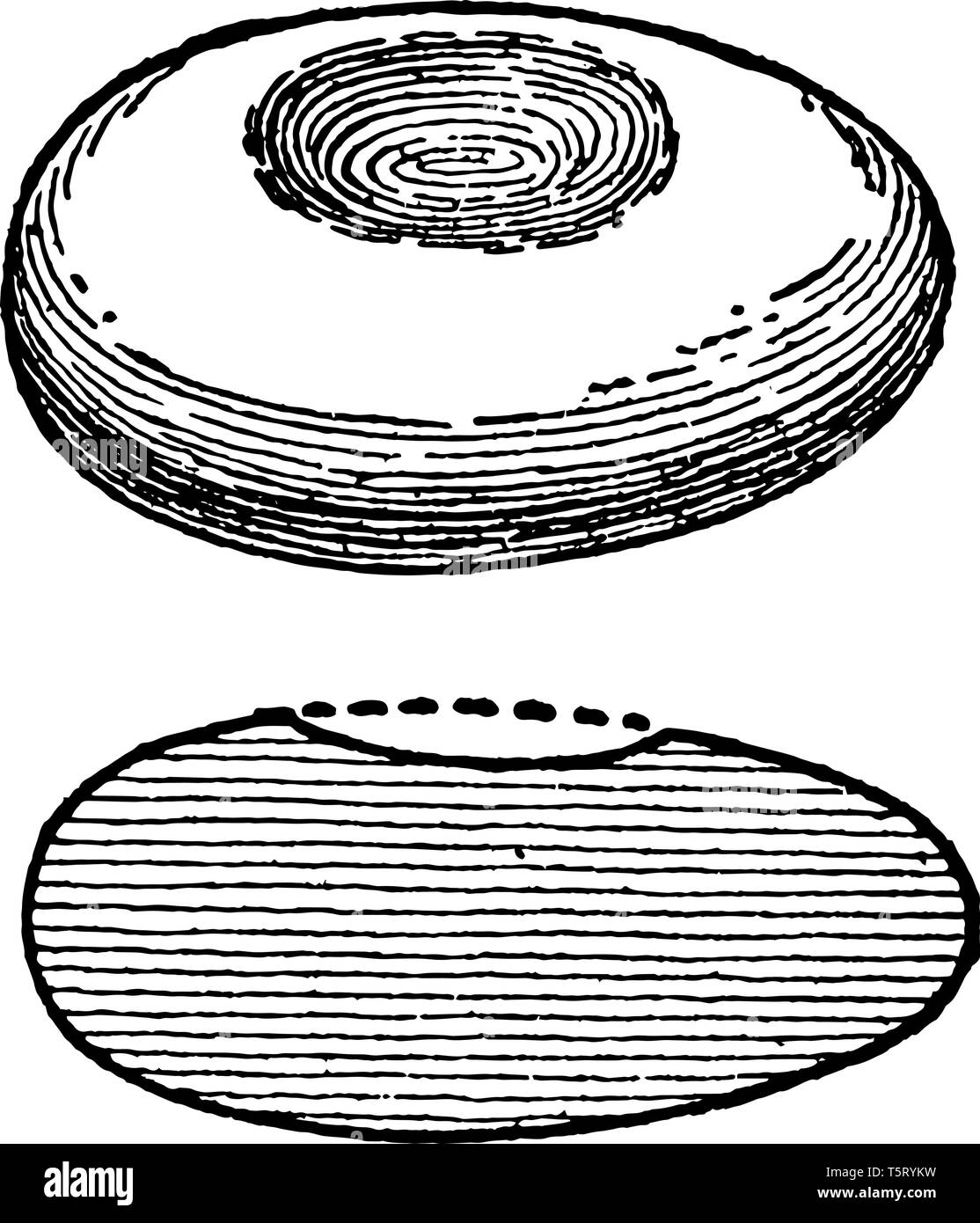 Pebble white line Stock Vector Images - Alamy