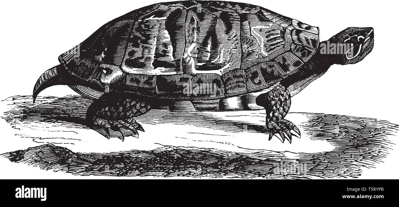 Red bellied terrapin is a species of turtle in the Pseudemys genus of ...