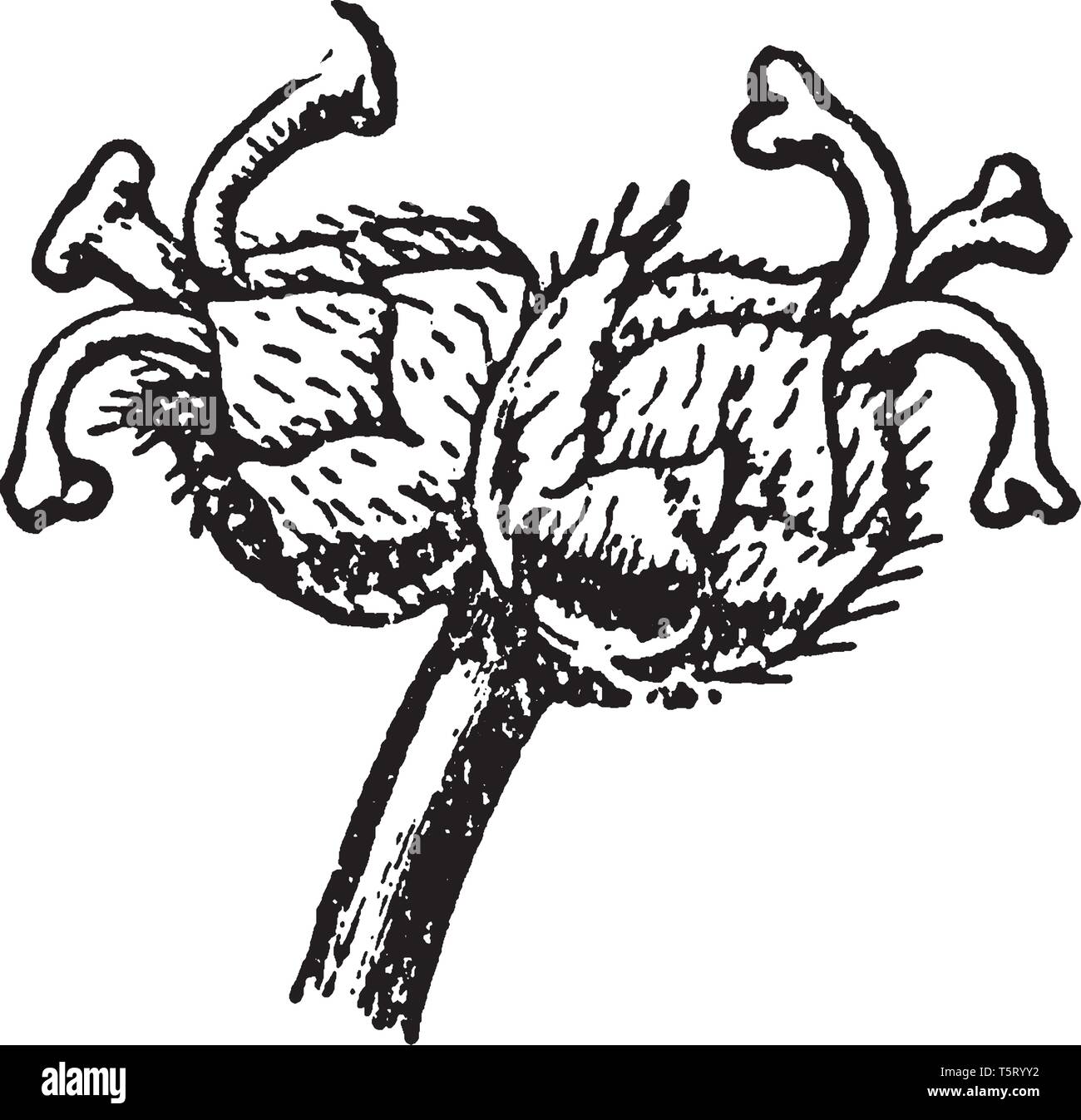 A picture of a female Oak flowers. In spring both male and female ...