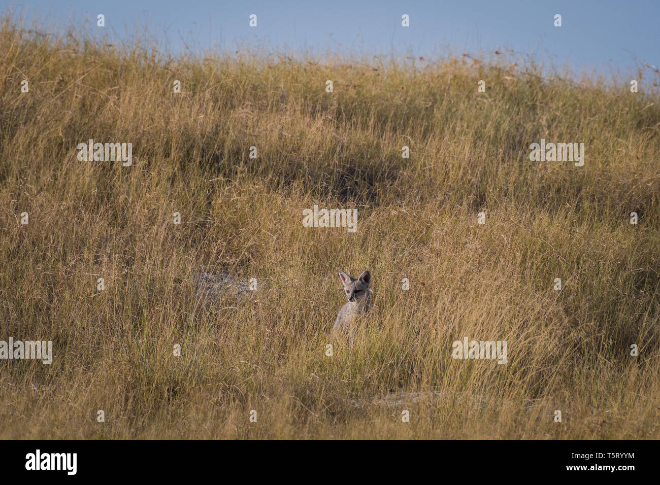 bengal fox or indian fox or Vulpes bengalensis playing at ranthambore ...