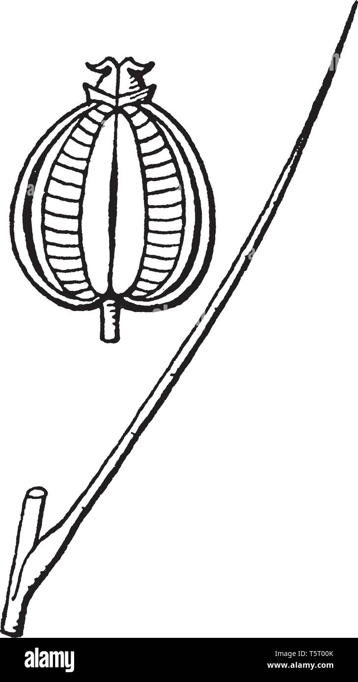 They are fruit and leaves of Ptilimnium plant. There is one leaf per ...