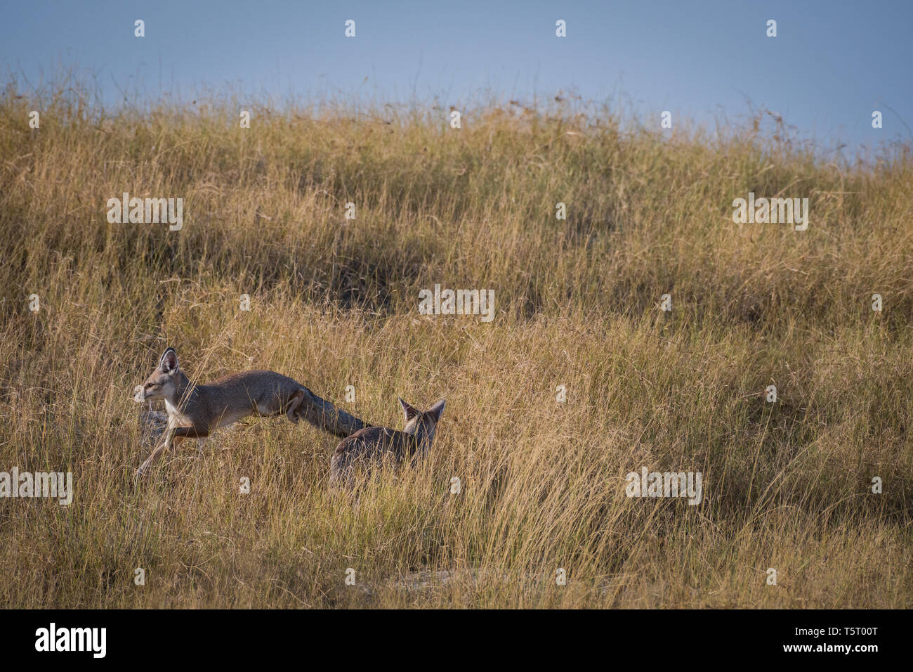 bengal fox or indian fox or Vulpes bengalensis playing at ranthambore ...