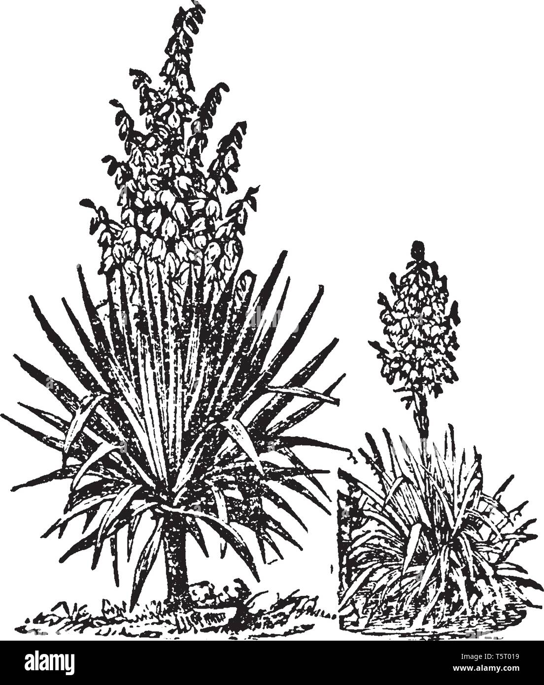 Yucca Flower Drawing