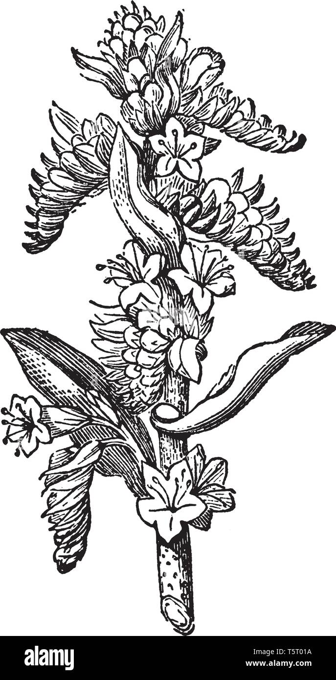 Biennial Plant Drawing