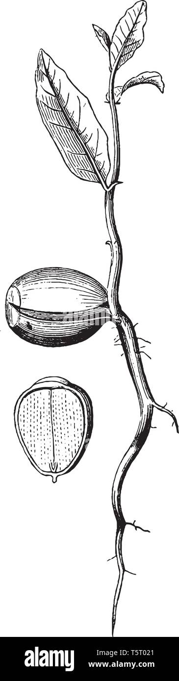 Oak Seedling Drawing