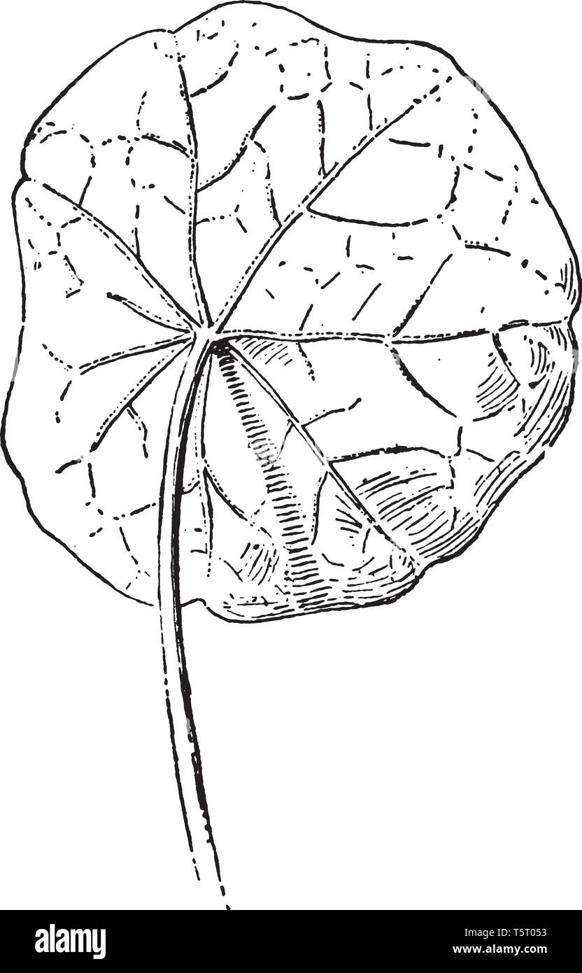 Peltate leaves Black and White Stock Photos & Images - Alamy