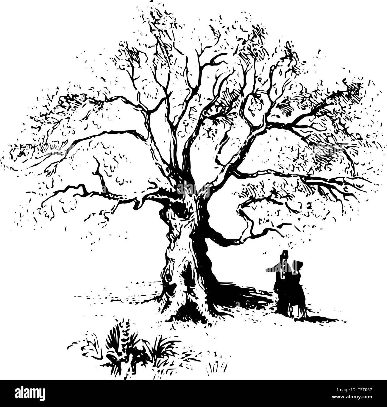 Tree charter Stock Vector Images - Alamy