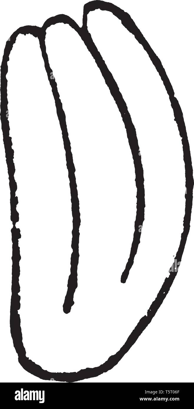 Radicle hi-res stock photography and images - Alamy