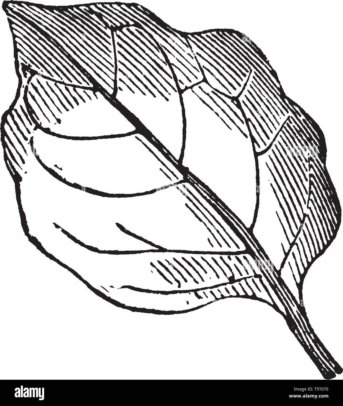 This is a repand leaf. The leaf having a wavy and slightly undulating ...