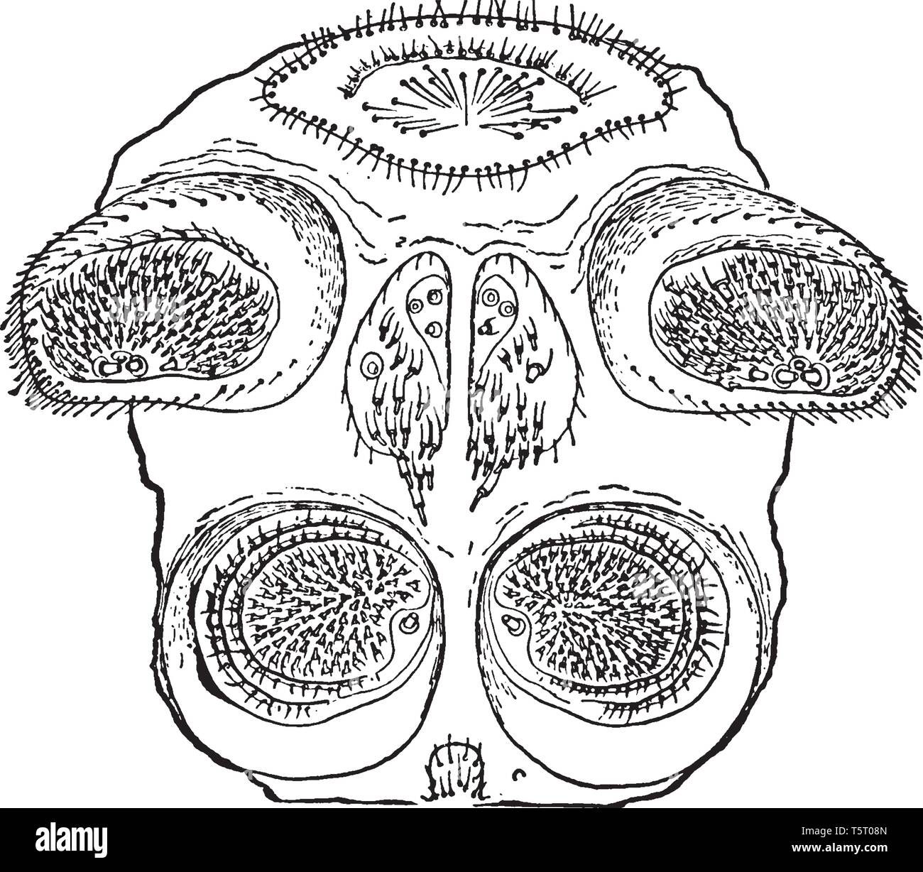 Spinnerets of the common garden spider that are used to spin webs ...