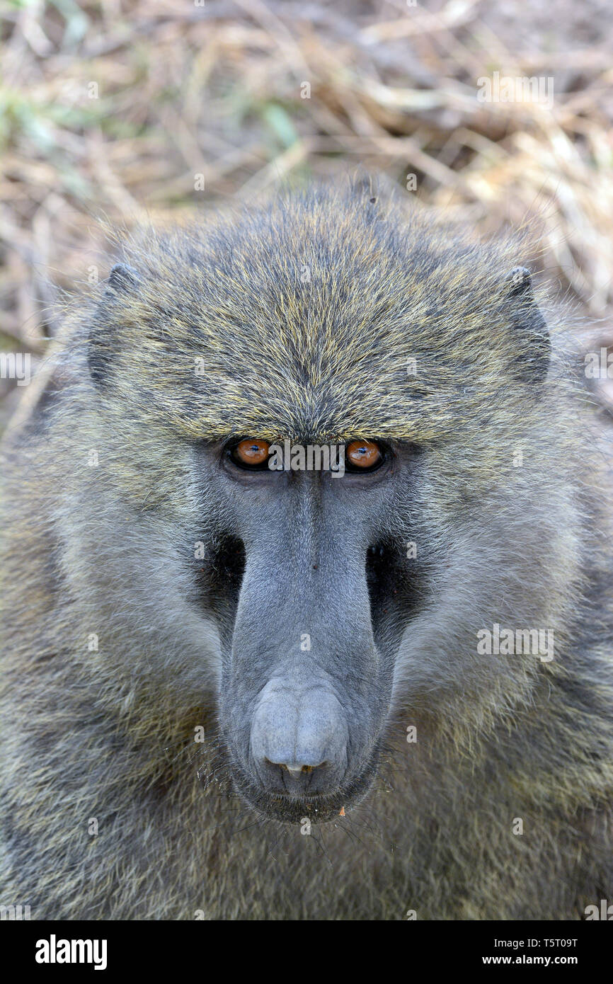 Anubisz pavian hi-res stock photography and images - Alamy