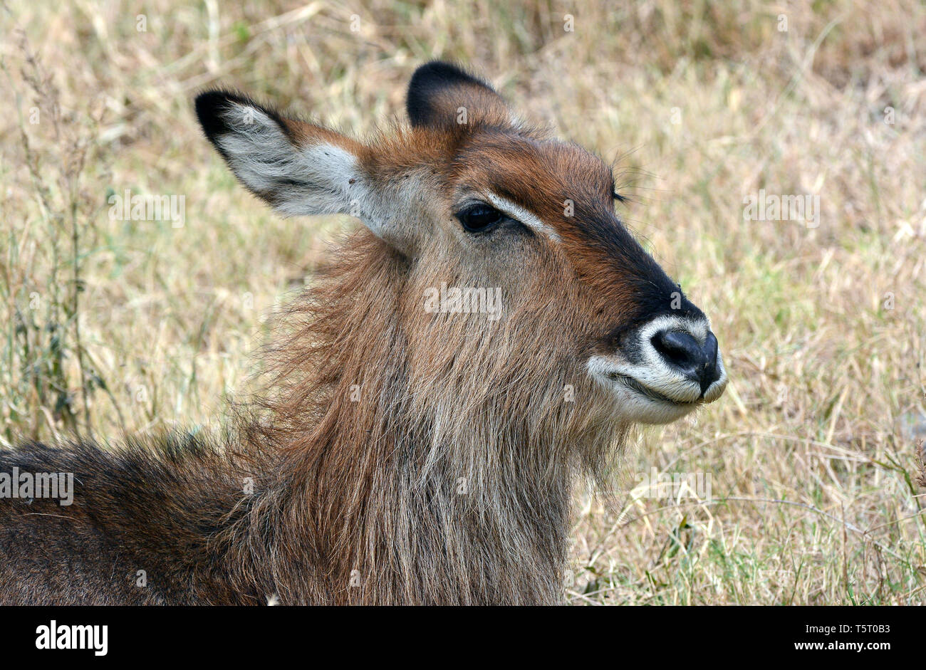 Nakuru To Nemzeti Park High Resolution Stock Photography and Images - Alamy