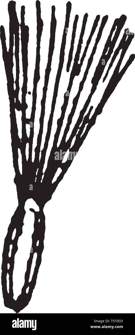 Light pappus Stock Vector Images - Alamy