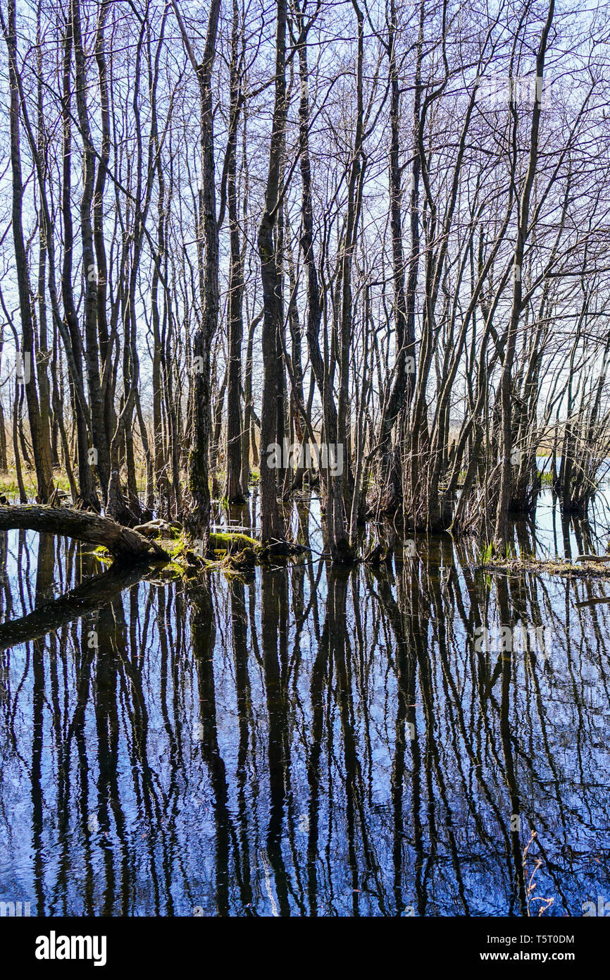 Black alder swamp forest hi-res stock photography and images - Alamy
