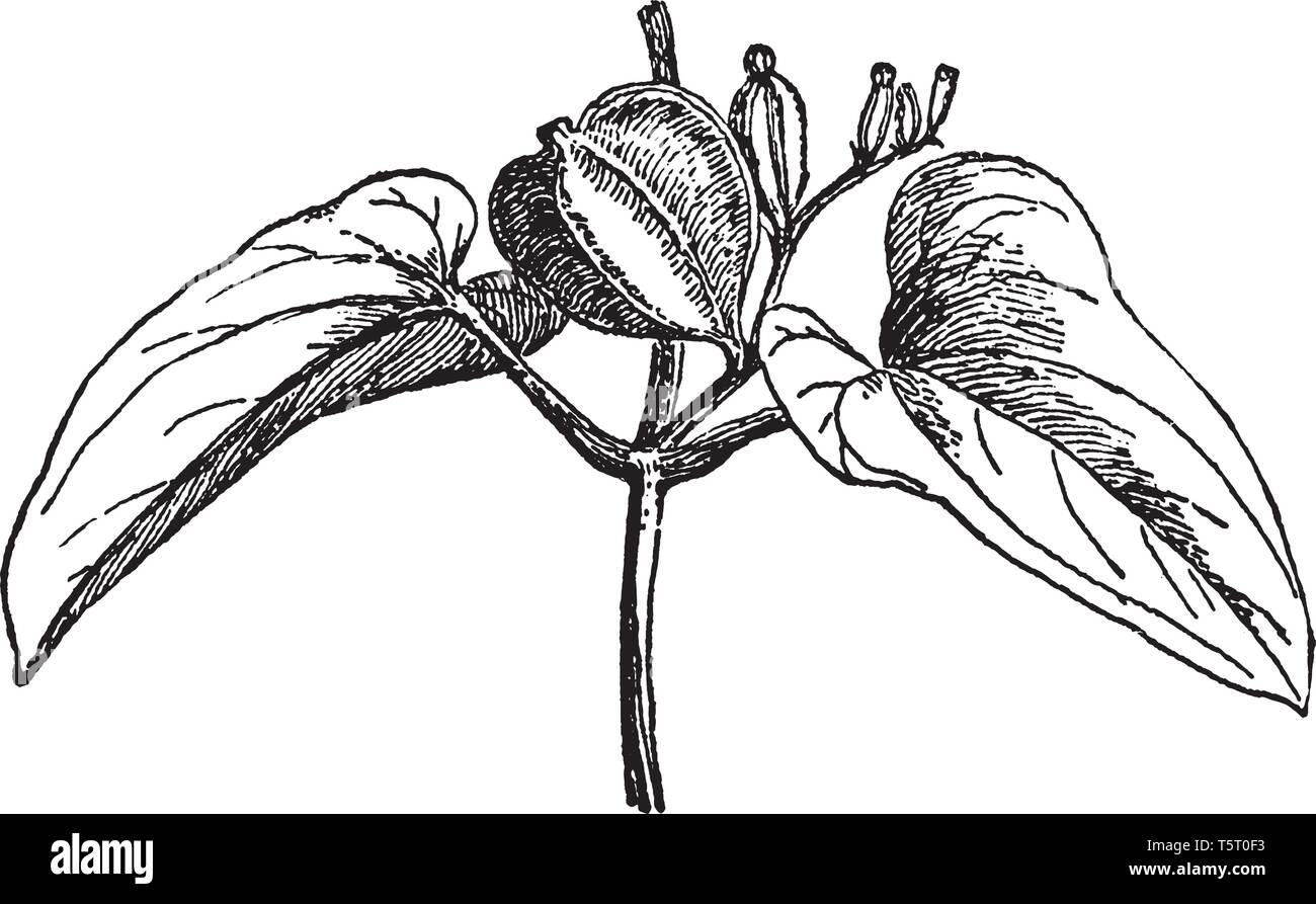 This is yam branch. This branch shows growth of yam flower to fruit ...