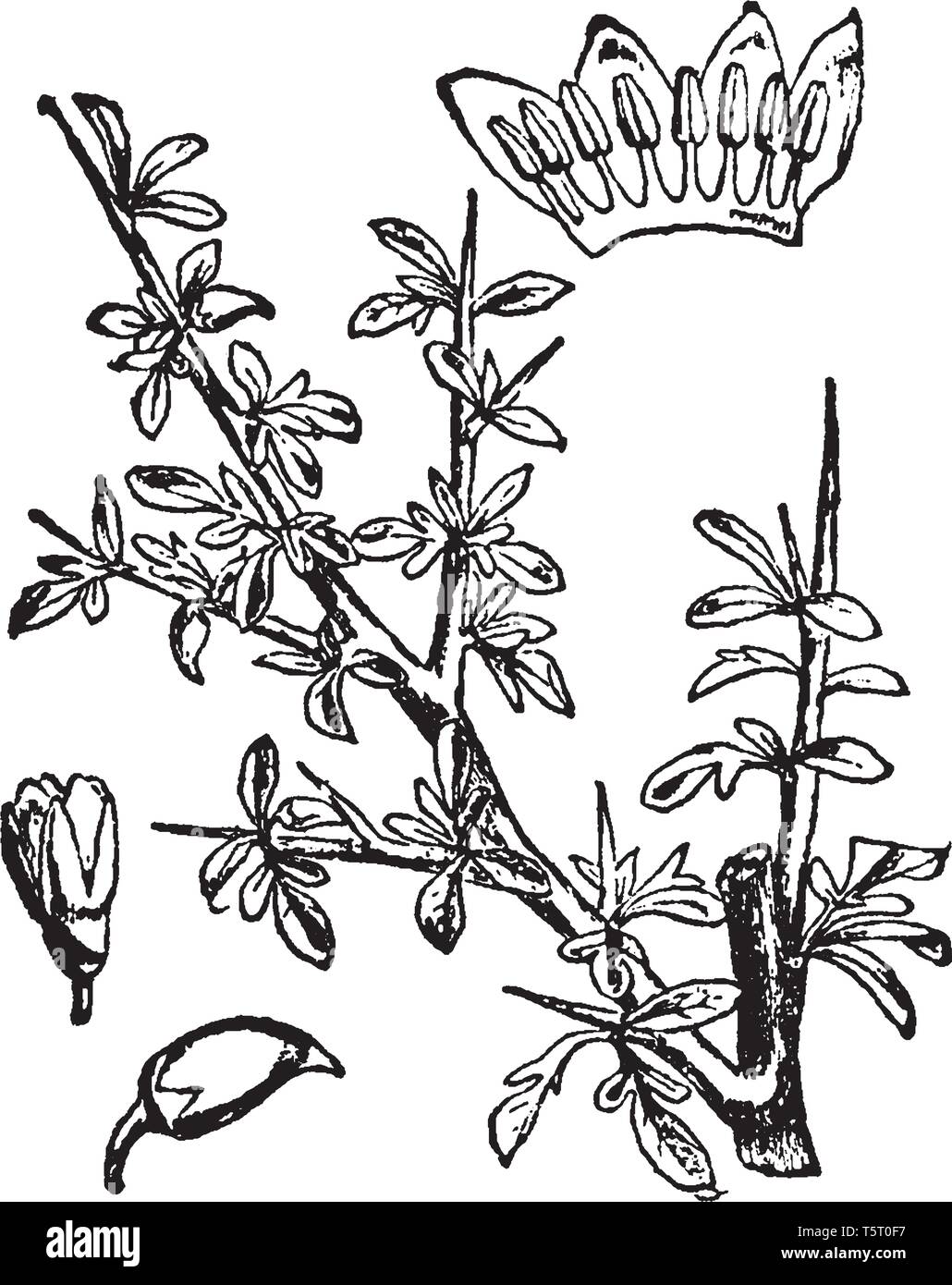 Commiphora tree hi-res stock photography and images - Alamy