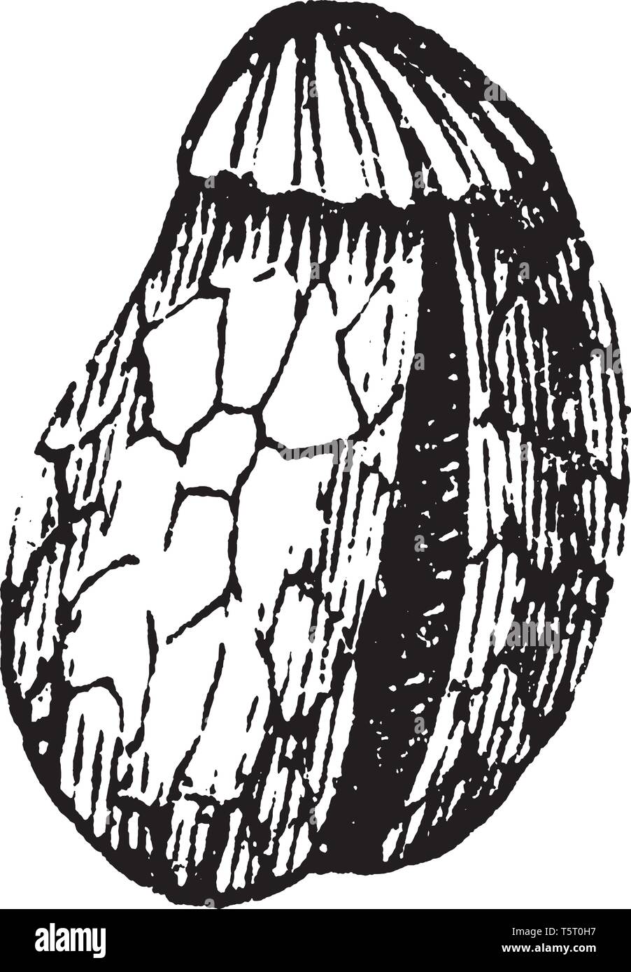 The Picture shows a different spore-case of the Schizea Pusilla ...